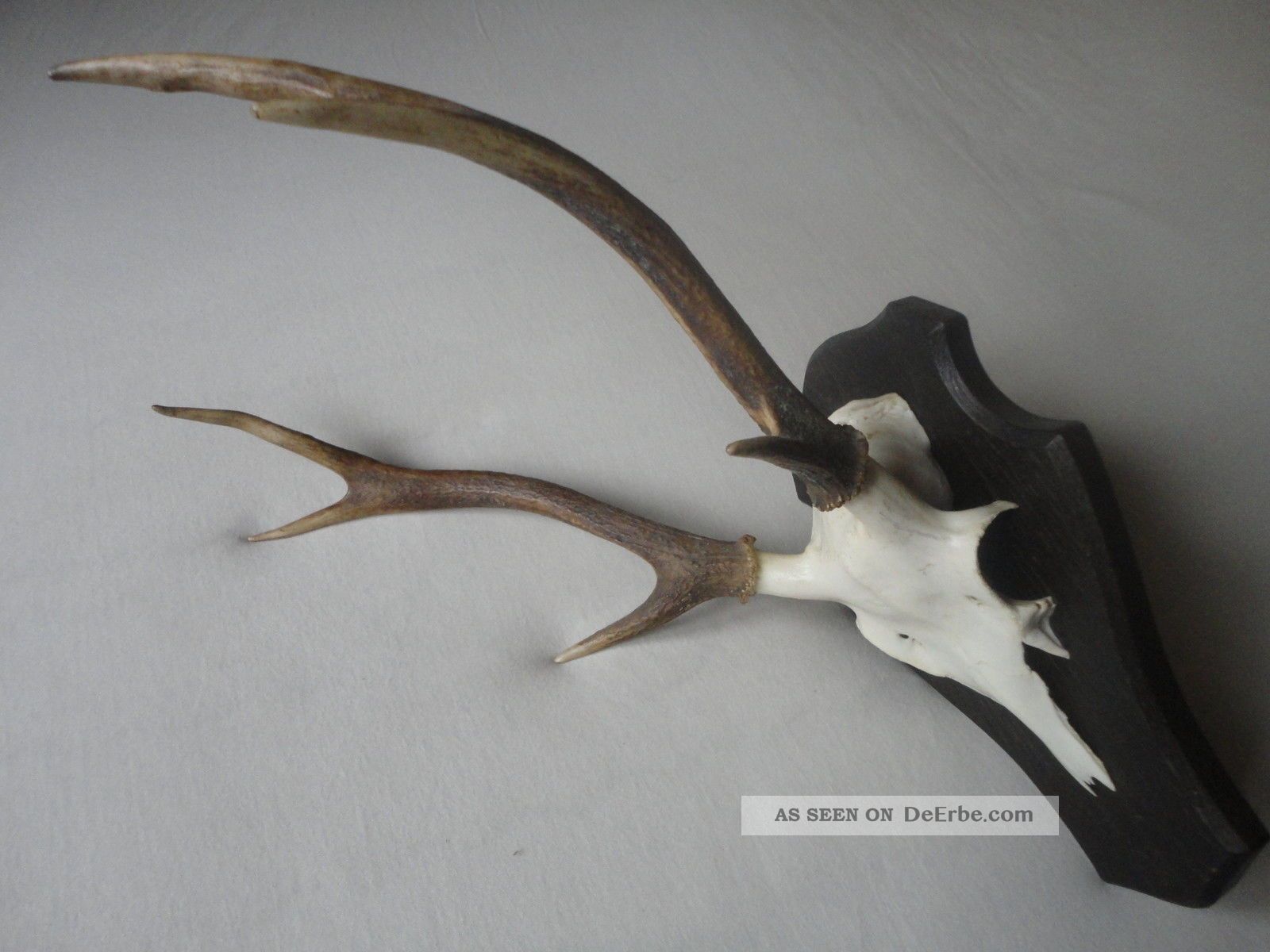 4 X Geweih & Holzplatte Gehörn Jagdtrophäe Rehbock Rehgeweih Trophäe ...