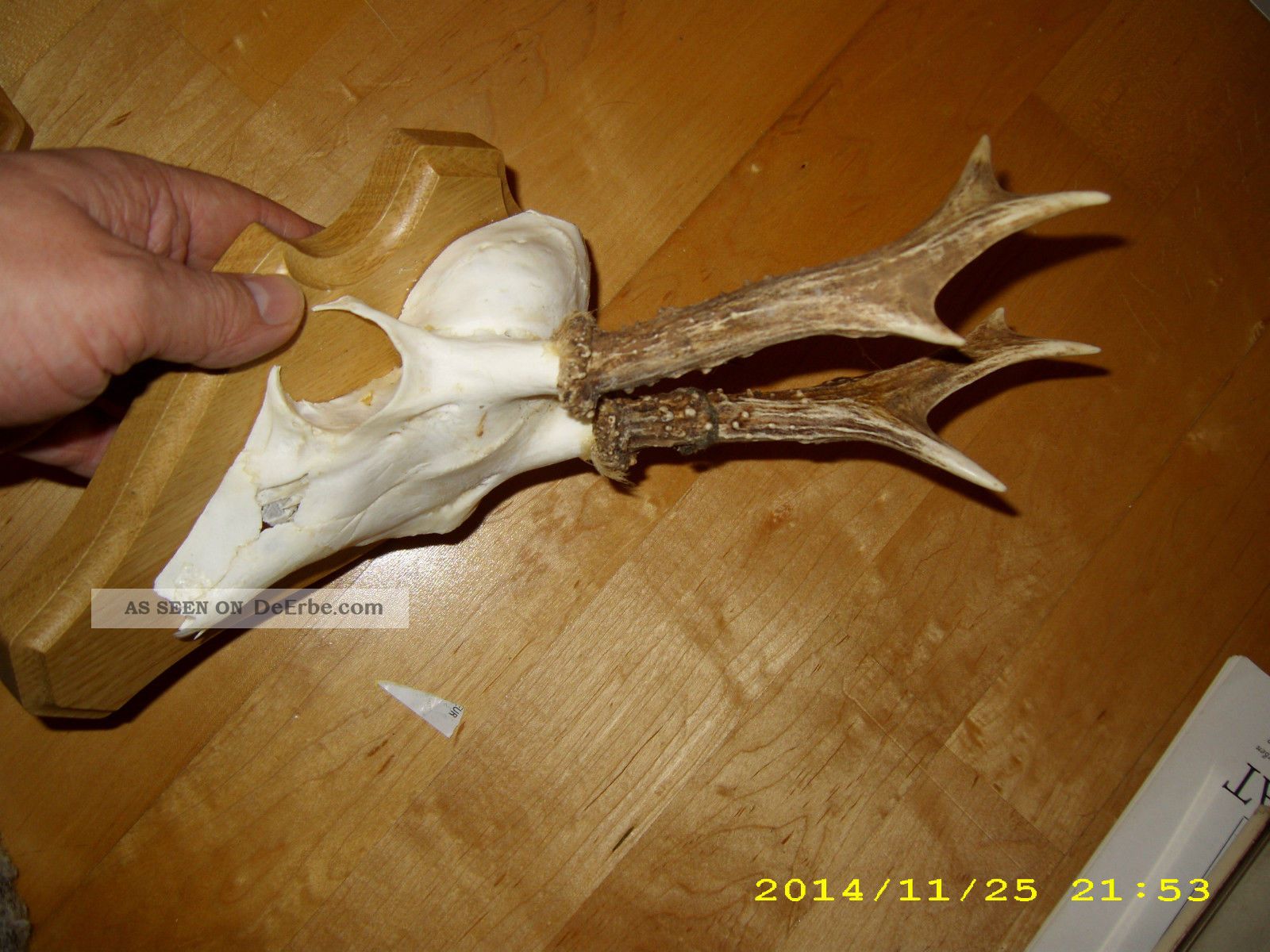 Rehbock Hirsch Gehörn Geweih Holzplatte Jagd Trophäenschild Rotwild Deer