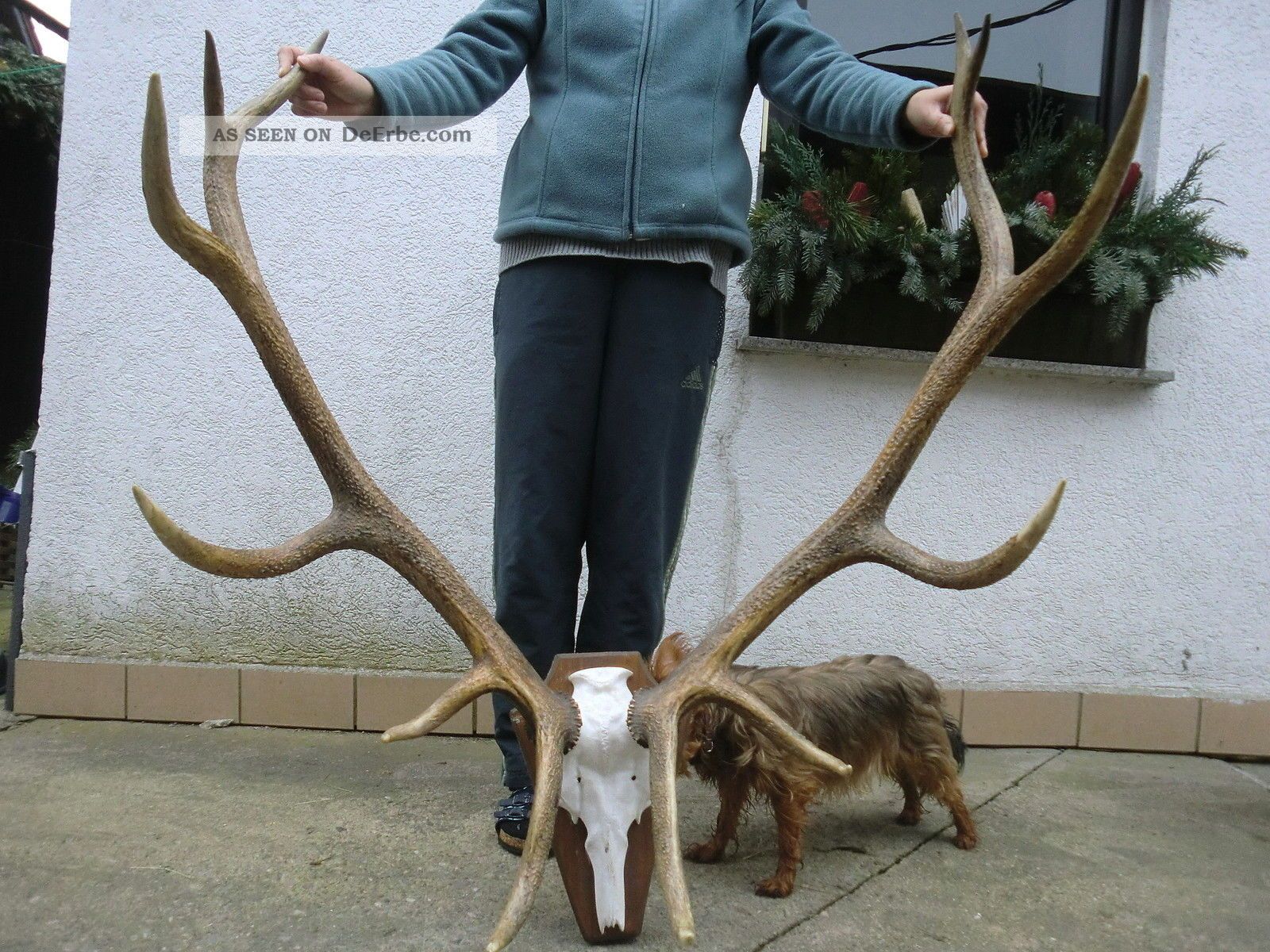 Wapiti / Maral Geweihstangen Auf Kunstschädel, Hirschgeweih ...