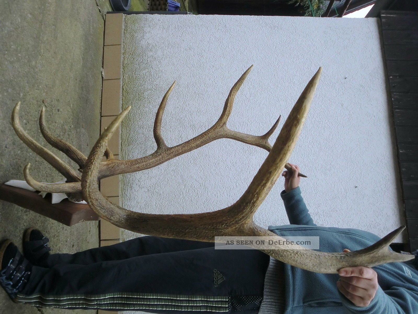 Wapiti / Maral Geweihstangen Auf Kunstschädel, Hirschgeweih ...