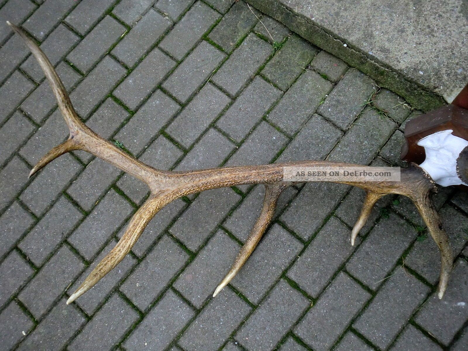 Wapiti / Maral Geweihstangen Auf Kunstschädel, Hirschgeweih ...