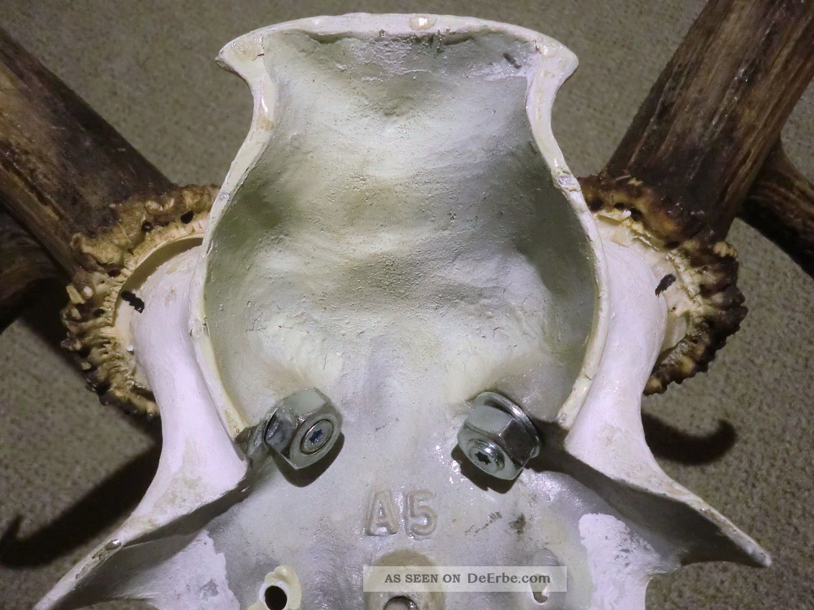 Wapiti / Maral Geweihstangen Auf Kunstschädel, Hirschgeweih ...