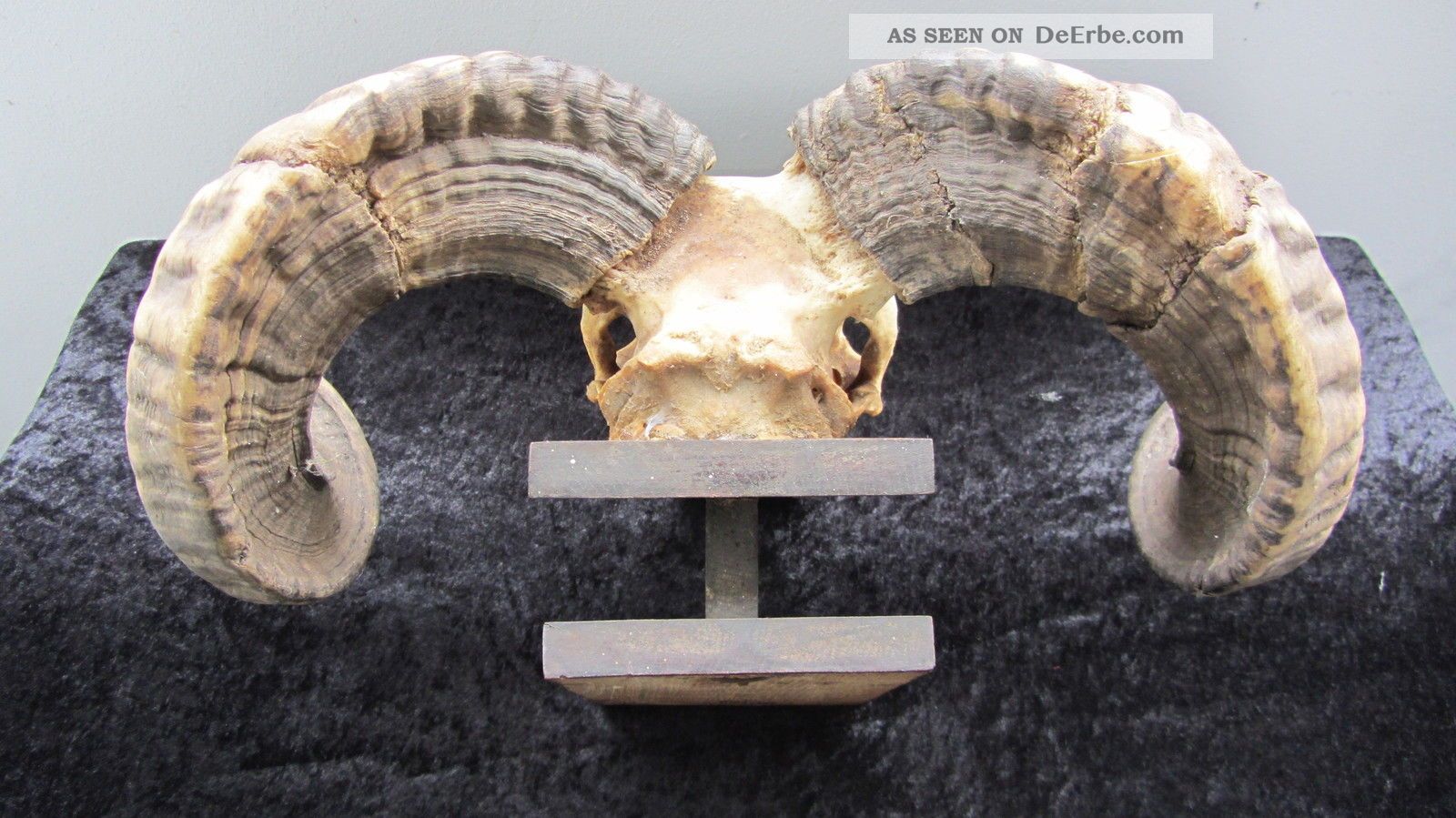 Widder Kopf Auf Wandhalterung Mufflon / Widder SchÖne Schnecken Mit SchÄdel