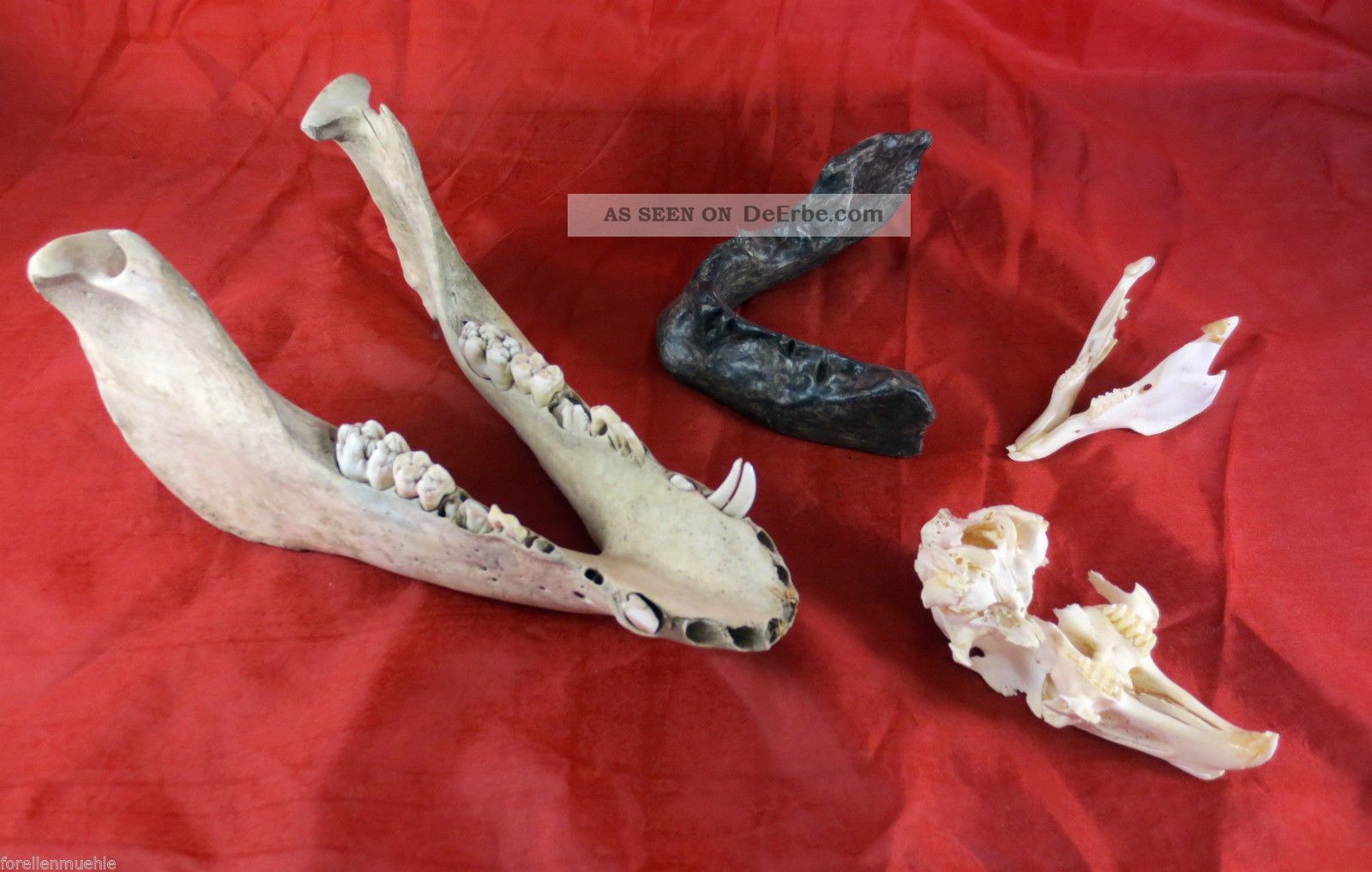 Konvolut Alte Unterkiefer Kiefer Tier - Präparate Knochen Gebiss Zähne ...
