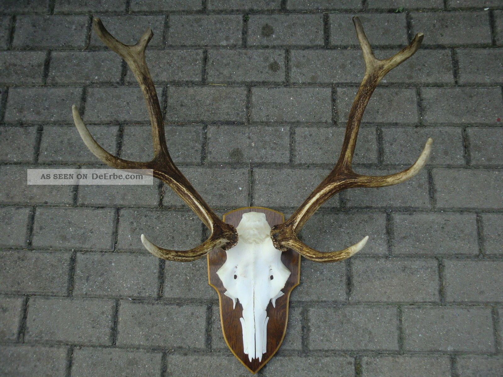 Originales Rothirschgeweih Hirschgeweih Geweih Gehörn