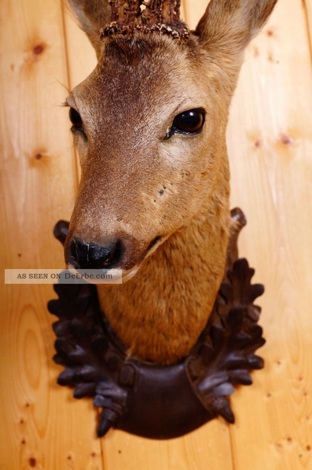 Kapitaler 6 Ender Rehkopf Auf Geschnitztem Brett Roe Deer Taxidermy