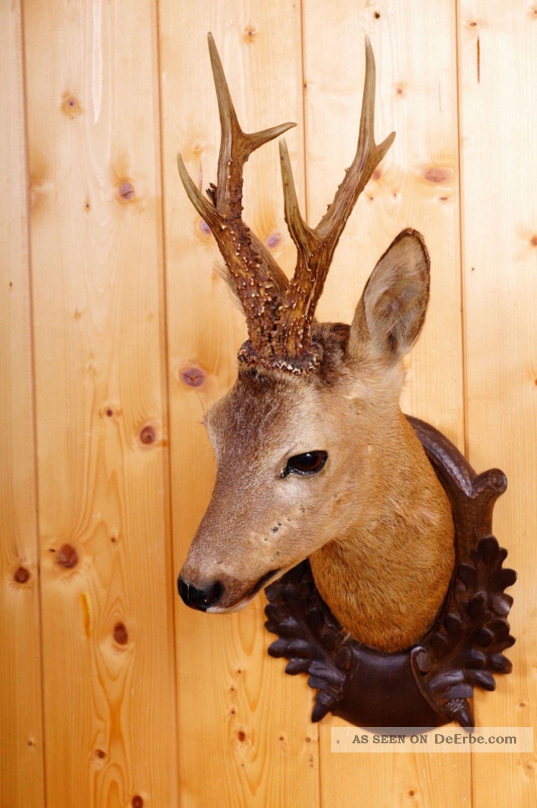 Kapitaler 6 Ender Rehkopf Auf Geschnitztem Brett Roe Deer Taxidermy