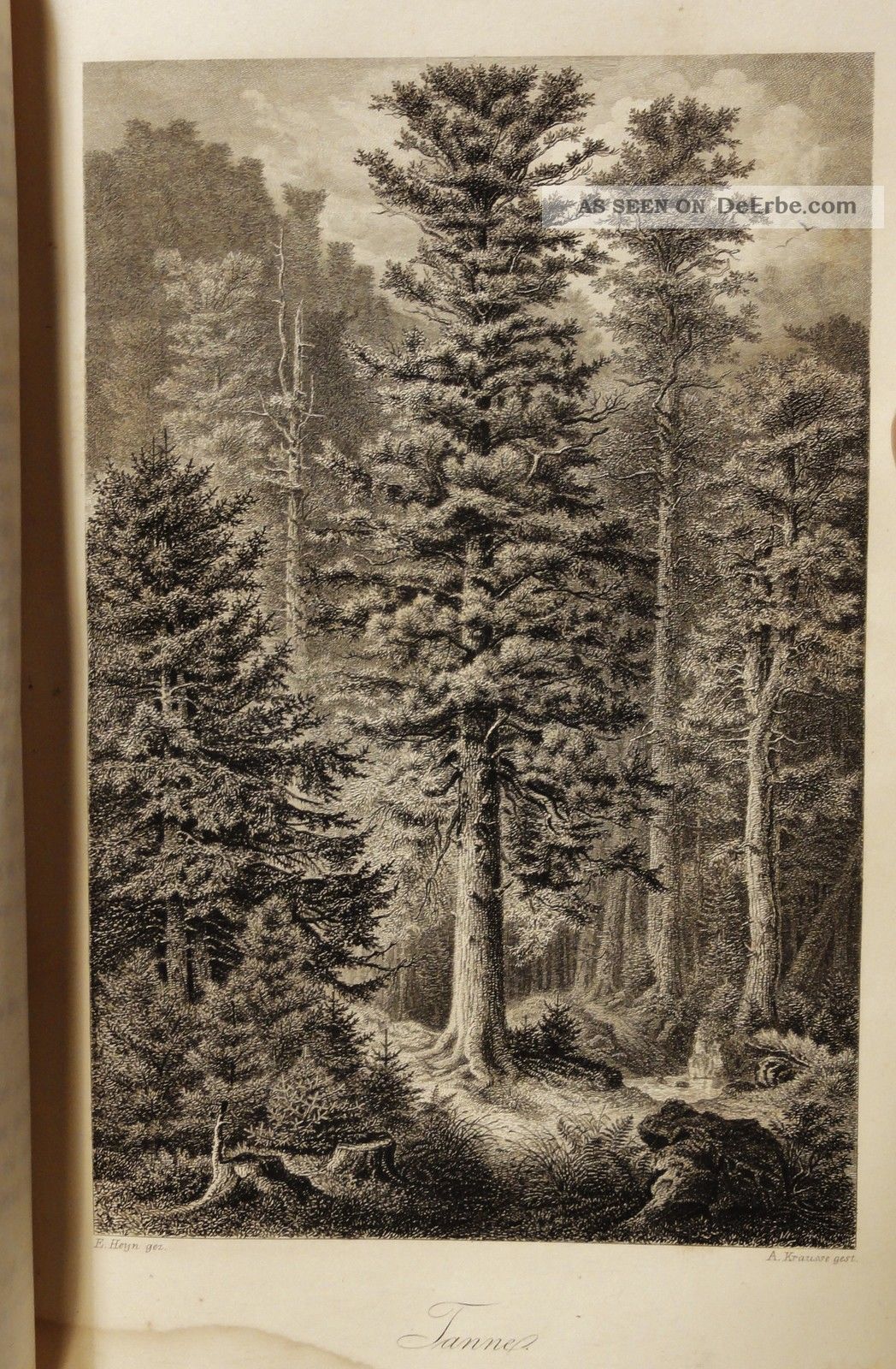 Altes Buch " Der Wald " V. Roßmäßler 1871, Mit 17 Kupferstichen, 84 ...