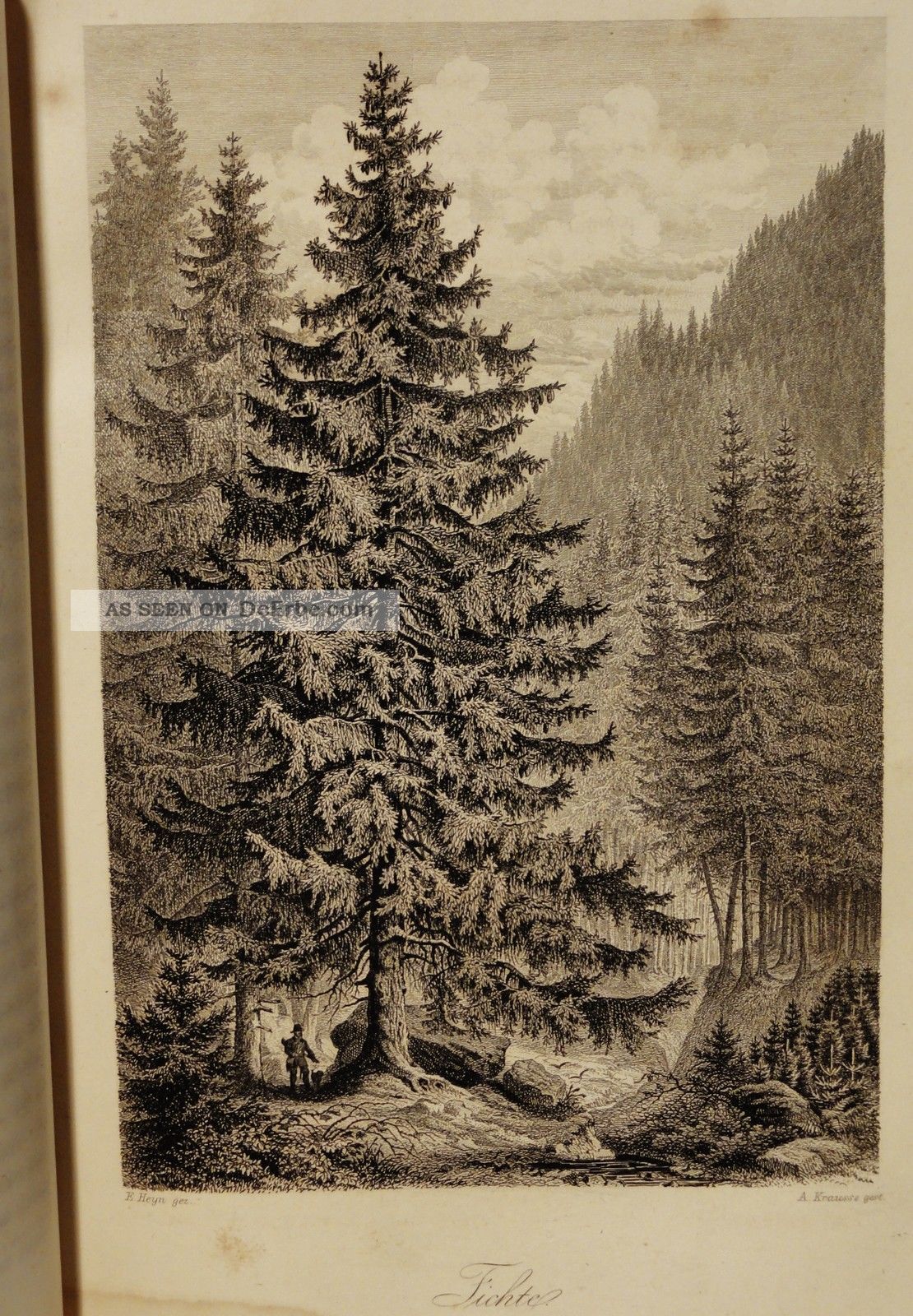 Altes Buch " Der Wald " V. Roßmäßler 1871, Mit 17 Kupferstichen, 84 ...