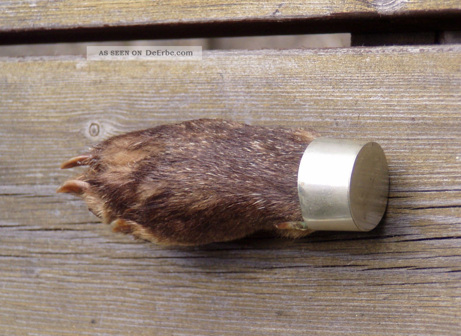 Marderpfote, Fuchspfote ?, Mit Anstecknadel, Brosche, Trachtenhut ...